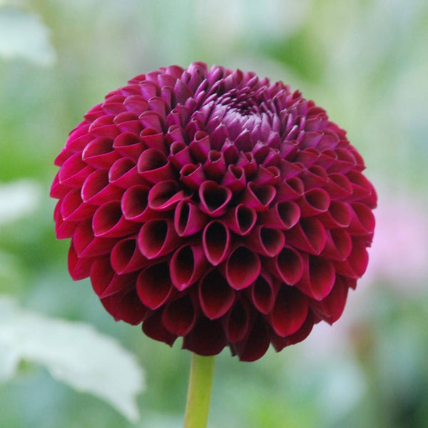 Dahlias A to Z – Page 2 – The Backyard Dahlia