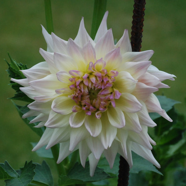 Dahlias A to Z – The Backyard Dahlia
