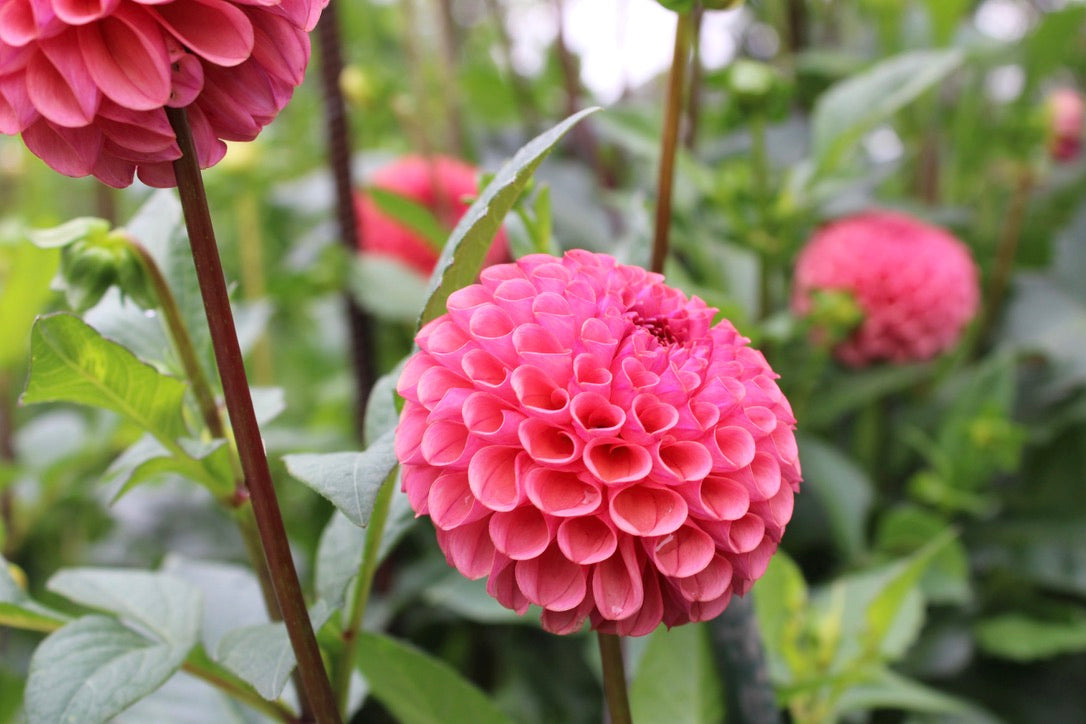 Ferncliff Rusty Tuber – The Backyard Dahlia