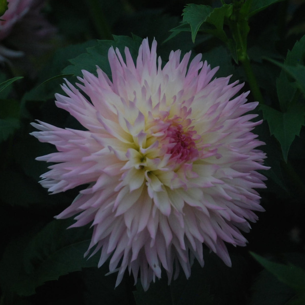 Nadia Ruth Tuber – The Backyard Dahlia